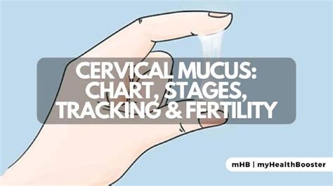 Cervical Mucus Chart Stages Tracking And Fertility MyHealthBooster