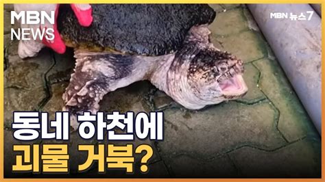 사회기자M 동네 하천에 괴물 거북 2 220명의 아기들 MBN 뉴스7 YouTube