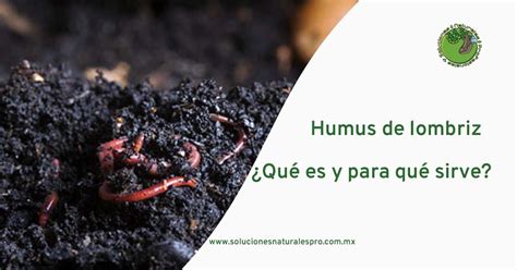 Humus de lombriz Qué es y para qué sirve