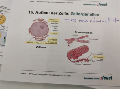 Zytologie Flashcards Quizlet