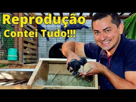 Como Funciona A Reprodução Na Criação De Coelhos YouTube