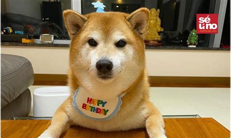 La Triste Noticia Sobre Cheems El Famoso Perro De Los Memes Que