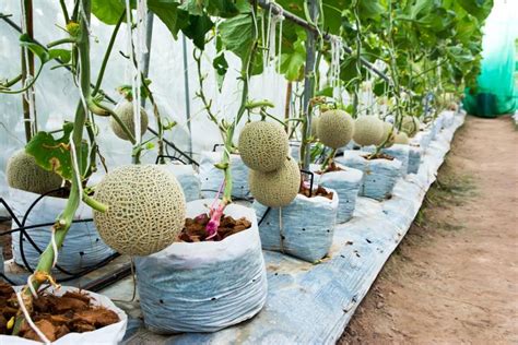 Cómo Plantar y Cultivar Melones Técnicas y Cuidados