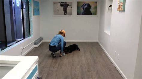 Patron Doberman Training YouTube
