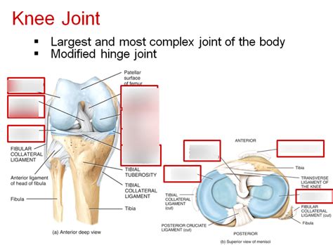 Knee Joints Diagram Quizlet