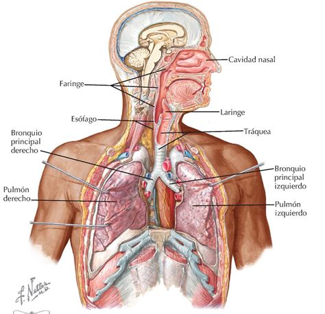 Pasión por la Anatomía on Twitter La función principal del