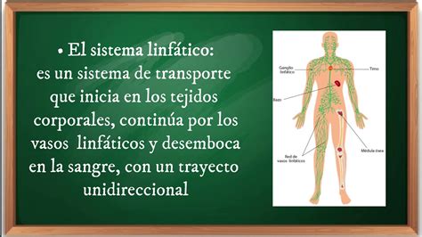 La interacción del sistema circulatorio con otros sistemas