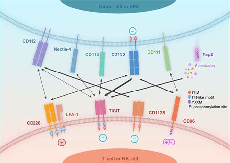 The Landscape Of TIGIT Target And Clinical Application In Diseases