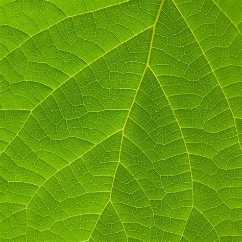 Textura De La Hoja Verde Foto Premium