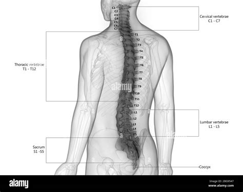 Vertebral Column Hi Res Stock Photography And Images Alamy