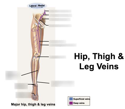 Hip Thigh Leg Veins Diagram Quizlet