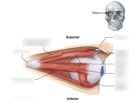 Extrinsic Muscles Diagram Diagram Quizlet
