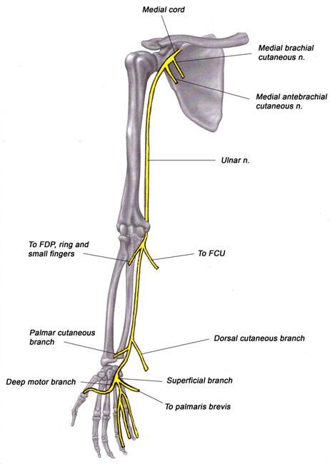 Ulnar Nerve Entrapment My Pinky Finger Tingles
