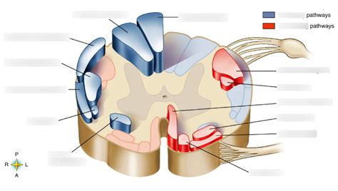 Spinal Cord Cross Section Diagram Quizlet