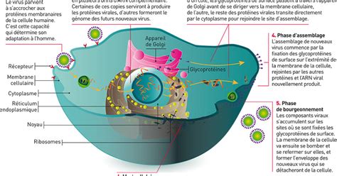 Infection Dune Cellule Par Le Virus De La Grippe Lumni Enseignement