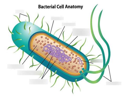 Prokaryotic Cell Structure Diagram Quizlet