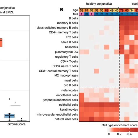 cell type deconvolution analysis provides new insights into the tumor download scientific