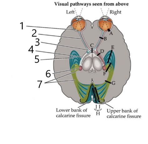 Psych 110 Exam No 2 Visual Pathways Diagram Quizlet