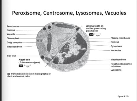 Eukaryotes Flashcards Quizlet