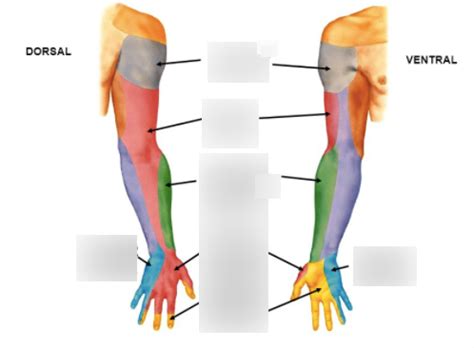 Ue Peripheral Nerve Sensory Distribution Diagram Quizlet