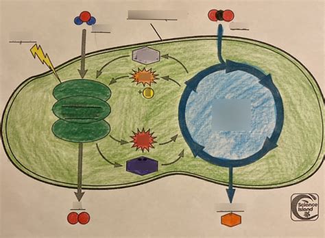 Ap Bio Photosynthesis Diagram Quizlet