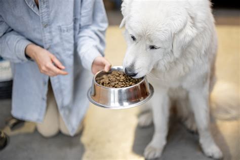 Como Debes Alimentar A Tu Perro