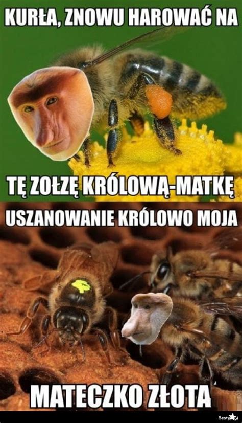 Jak zostać królową czyli do czego służy obżarstwo u pszczół Wykop pl
