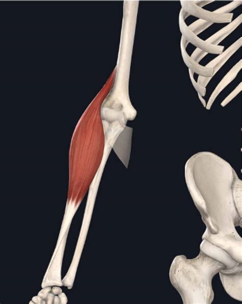 Brachialis Tendinopathy In Climbers The Climbing Doctor