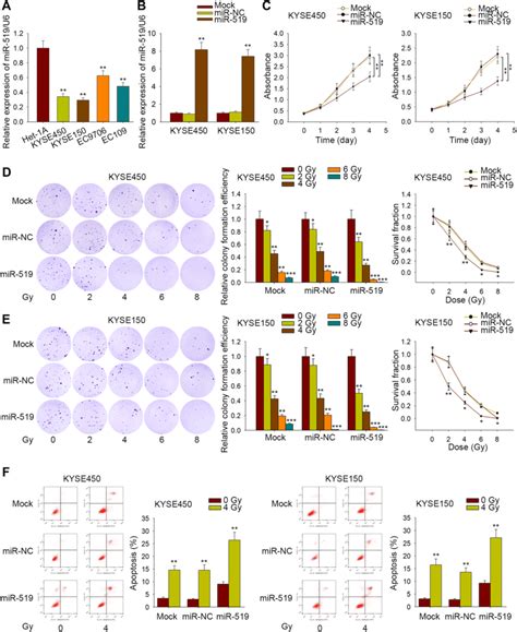 Impacts Of MiR 519 Overexpression On The Radiosensitivity Of ESCC