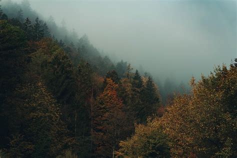 Nebel Neblig Wald Kostenloses Foto Auf Pixabay Pixabay