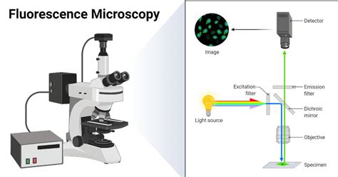 Fluorescence Microscopy Definition MeaningHippo