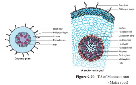 Primary Structure Of Monocot Root Maize Root