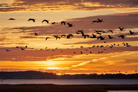 Día Mundial de las Aves Migratorias por qué dejan de emigrar