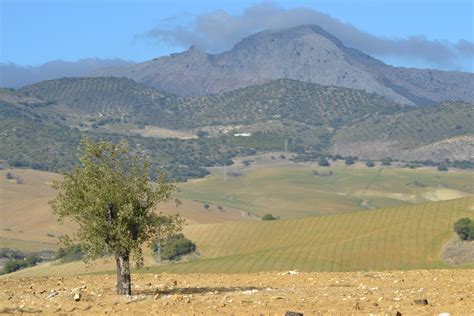 Fotos Gratis Paisaje Rbol Naturaleza Desierto Monta A Campo