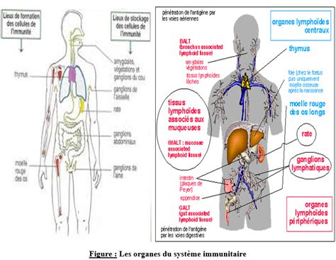 Le systéme immunitaire 3e sunudaara