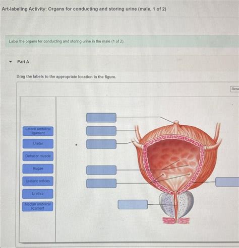 Solved Art Labeling Activity Organs For Conducting And Chegg