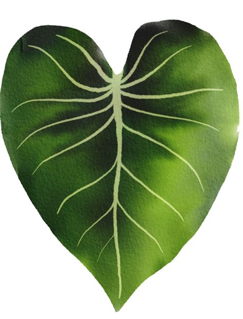 Hojas Tropicales Acuarela Pintada 11216693 PNG