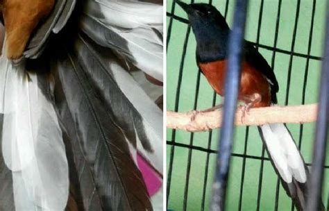 Burung Murai Lampung