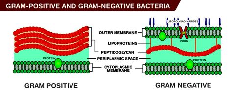 Difference Between Gram Positive And Gram Negative Bacteria Testbook