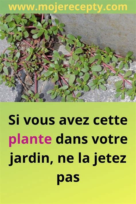 Si Vous Avez Cette Plante Dans Votre Jardin Ne La Jetez Pas
