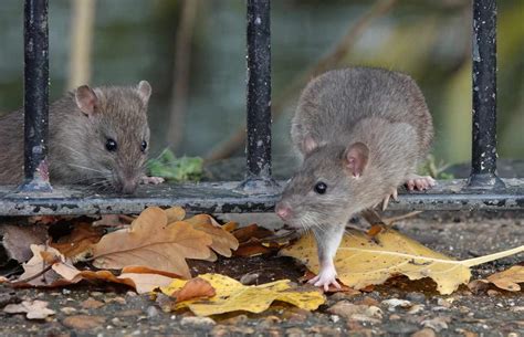 Mice And Rats What S The Difference Burns Pest Elimination