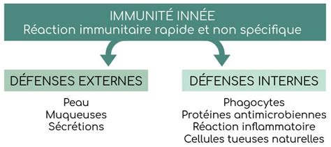 Immunité innée rôles et caractéristiques Nutrixeal Info