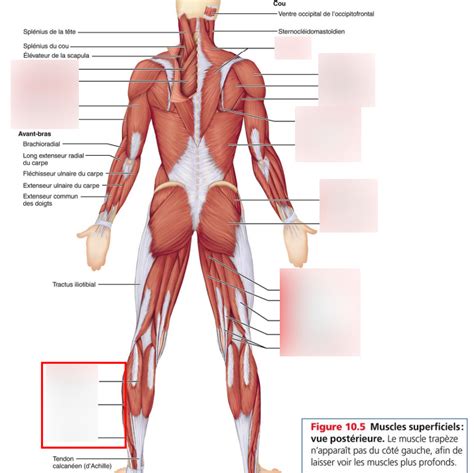 8 2 Anatomie Muscles corps vue postérieure Diagram Quizlet