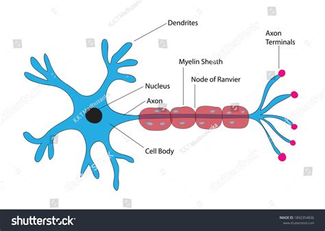 Vektor Stok Biological Anatomy Typical Neuron Cell Detailed Tanpa