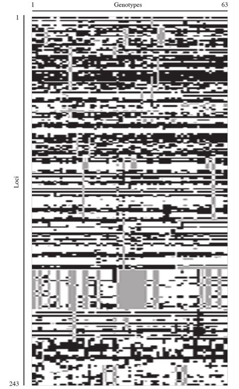 simple sequence repeat ssr and amplified fragment length polymorphism download scientific