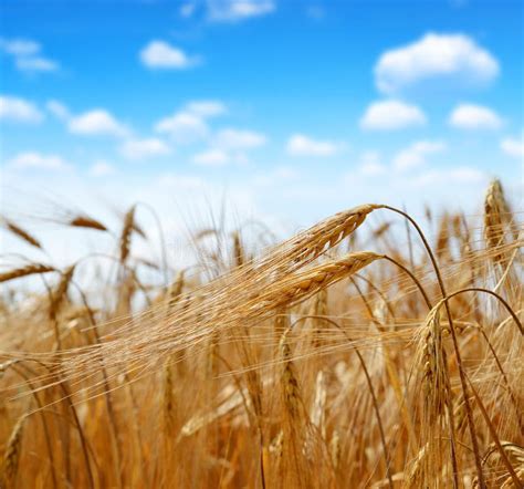 Goldene Gerste Im Sommer Stockbild Bild Von Land Bauernhof 32841595