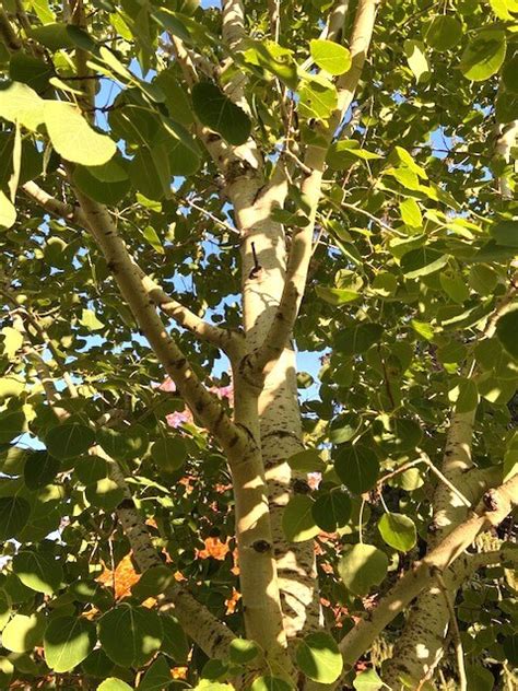 Birch Vs Aspen Tree Identification 3 Easy Ways To Identify