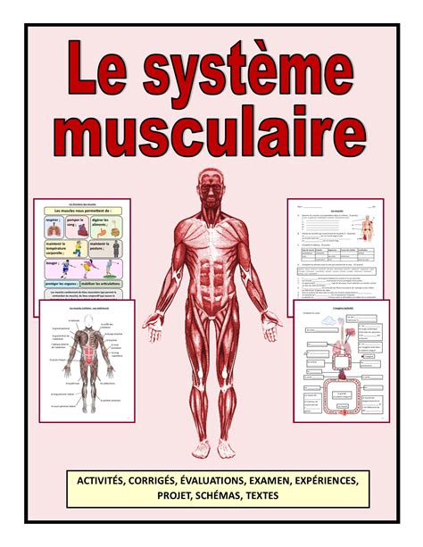 5 systèmes du corps humain