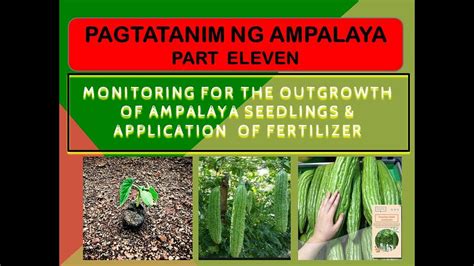 EP11 P11 PAPAANO BA MAGTANIM NG AMPALAYA YouTube