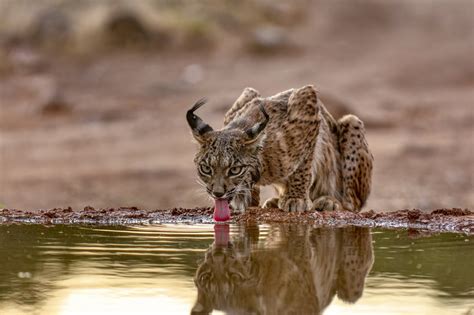 10 curiosidades sobre el lince ibérico